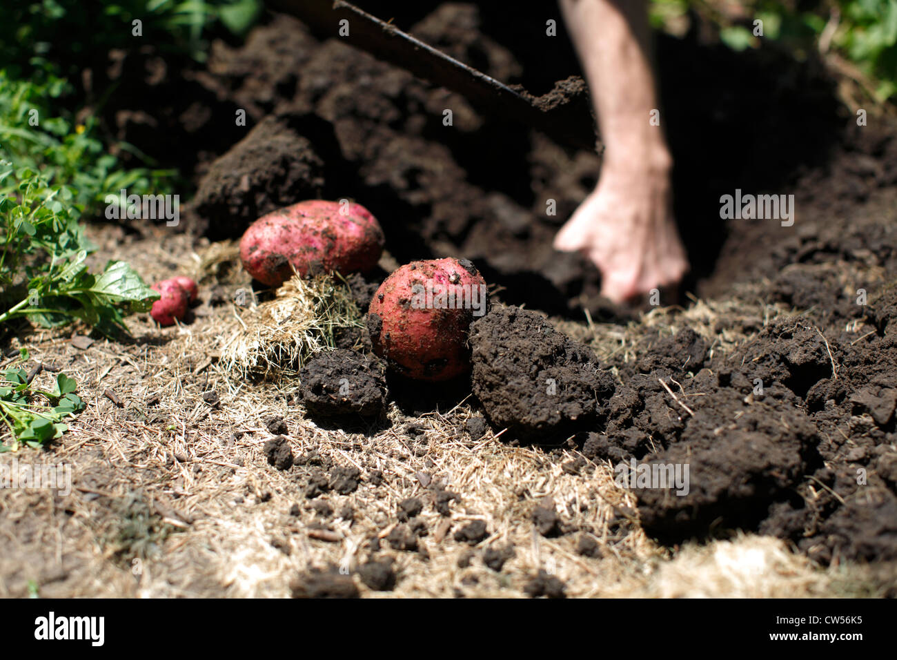 Digging by hand for red potatoes Stock Photo - Alamy