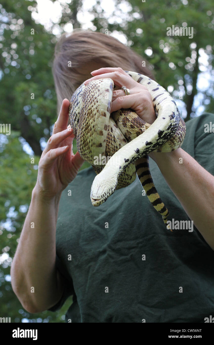 Person snake wrapped hi-res stock photography and images - Alamy