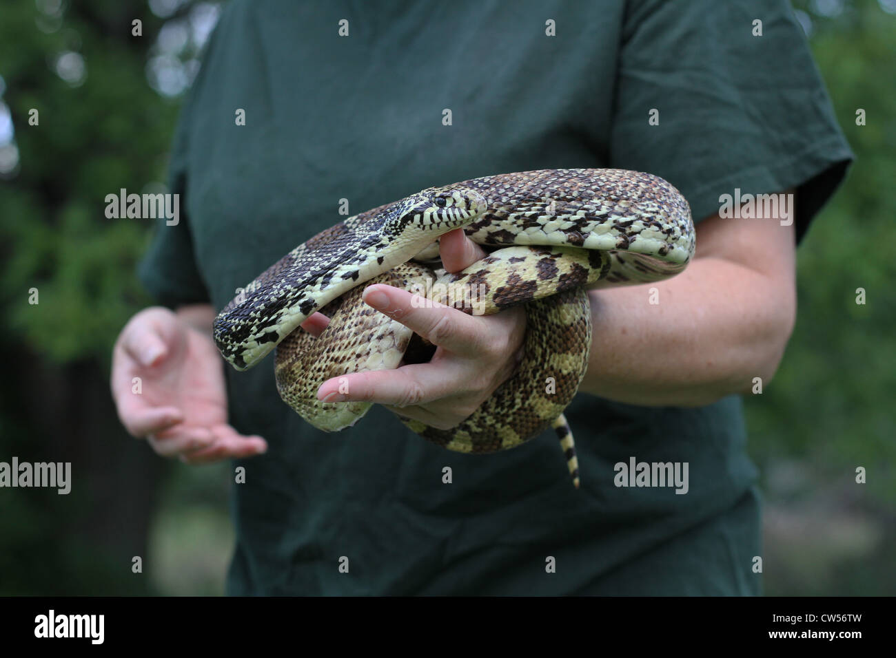 Person snake wrapped hi-res stock photography and images - Alamy
