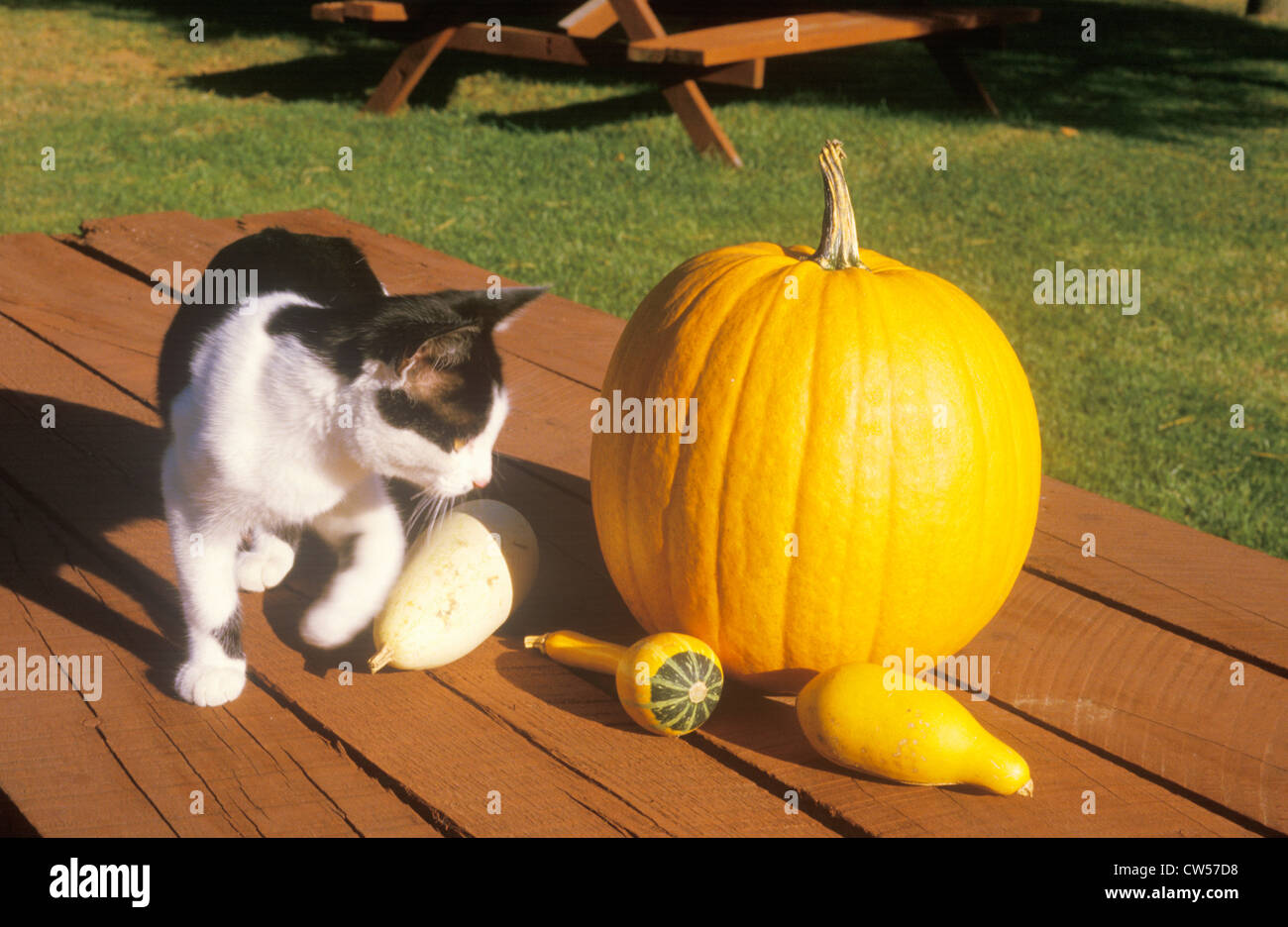 Cat with Pumpkin and Squash on Picnic Table, Connecticut Stock Photo ...