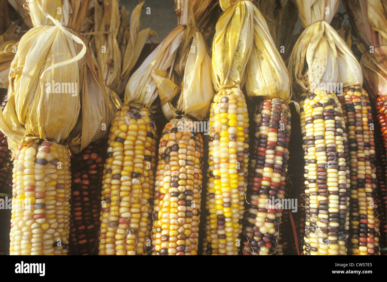 Indian corn united states hi-res stock photography and images - Alamy