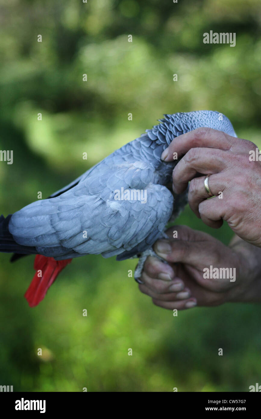 An African Gray parrot being held and petted by a man's hands Stock ...