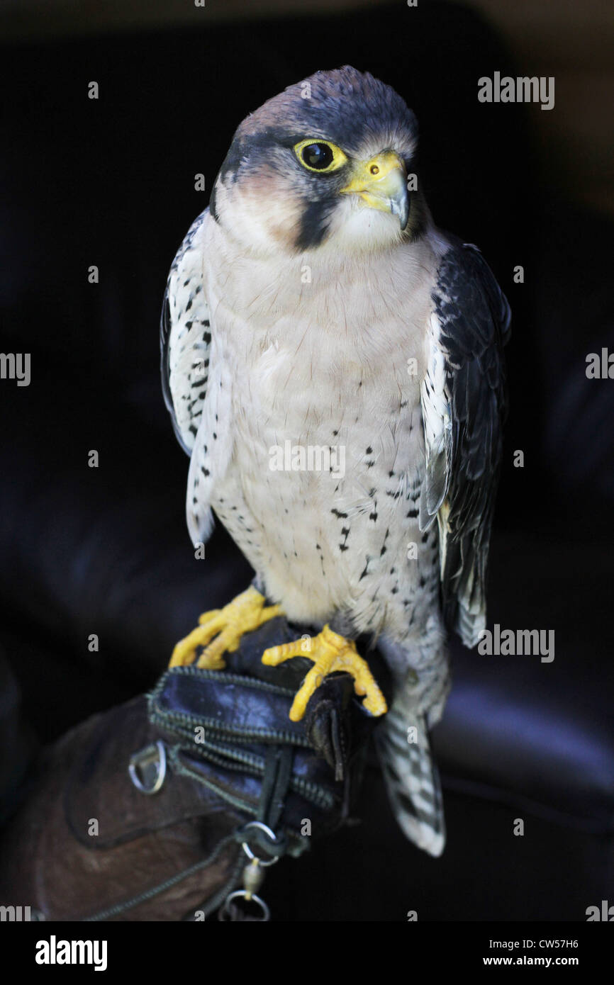A close up of an African Lanner Falcon Stock Photo - Alamy
