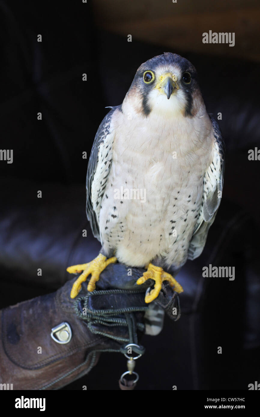 African falcon hi-res stock photography and images - Alamy