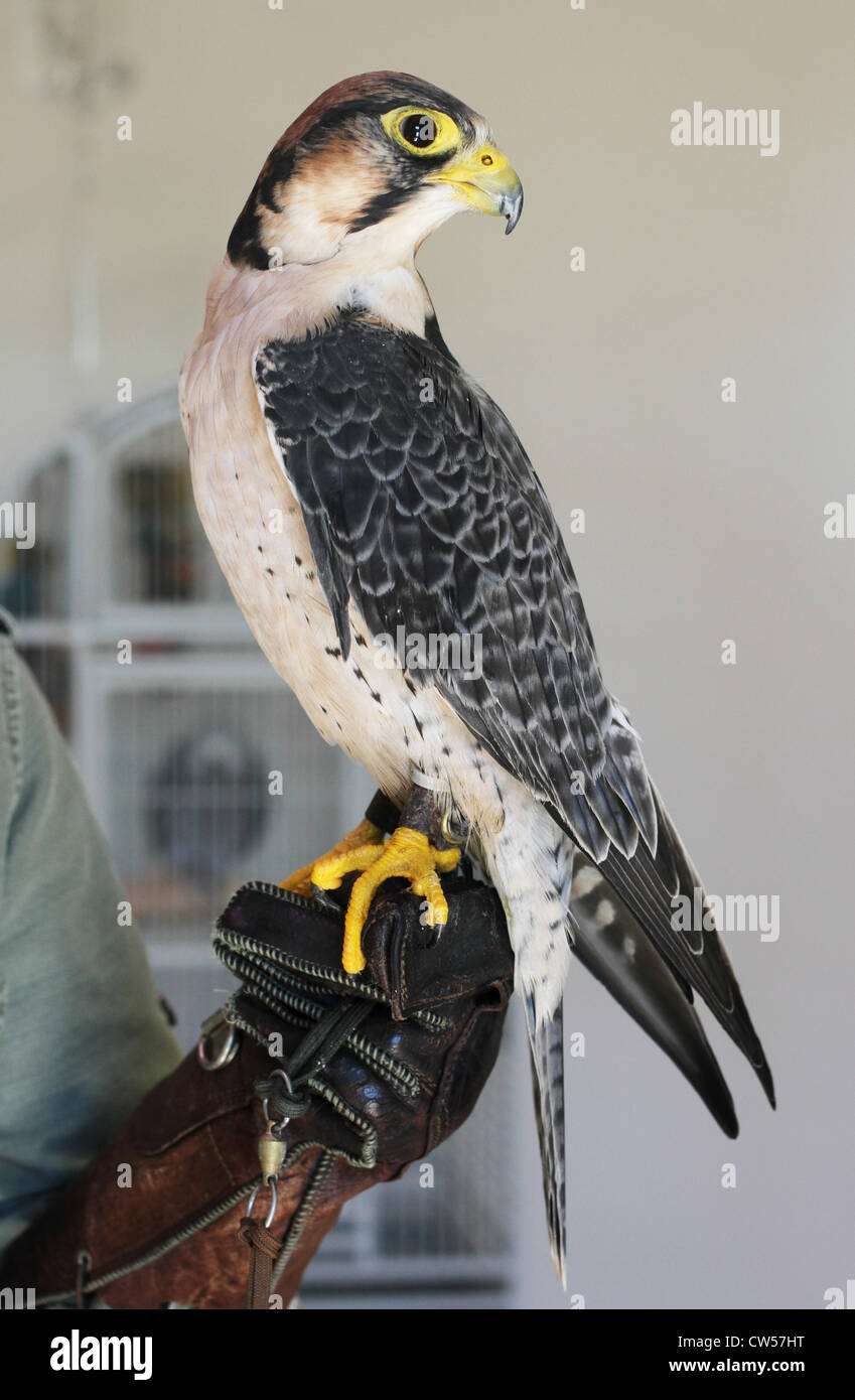 African falcon hi-res stock photography and images - Alamy