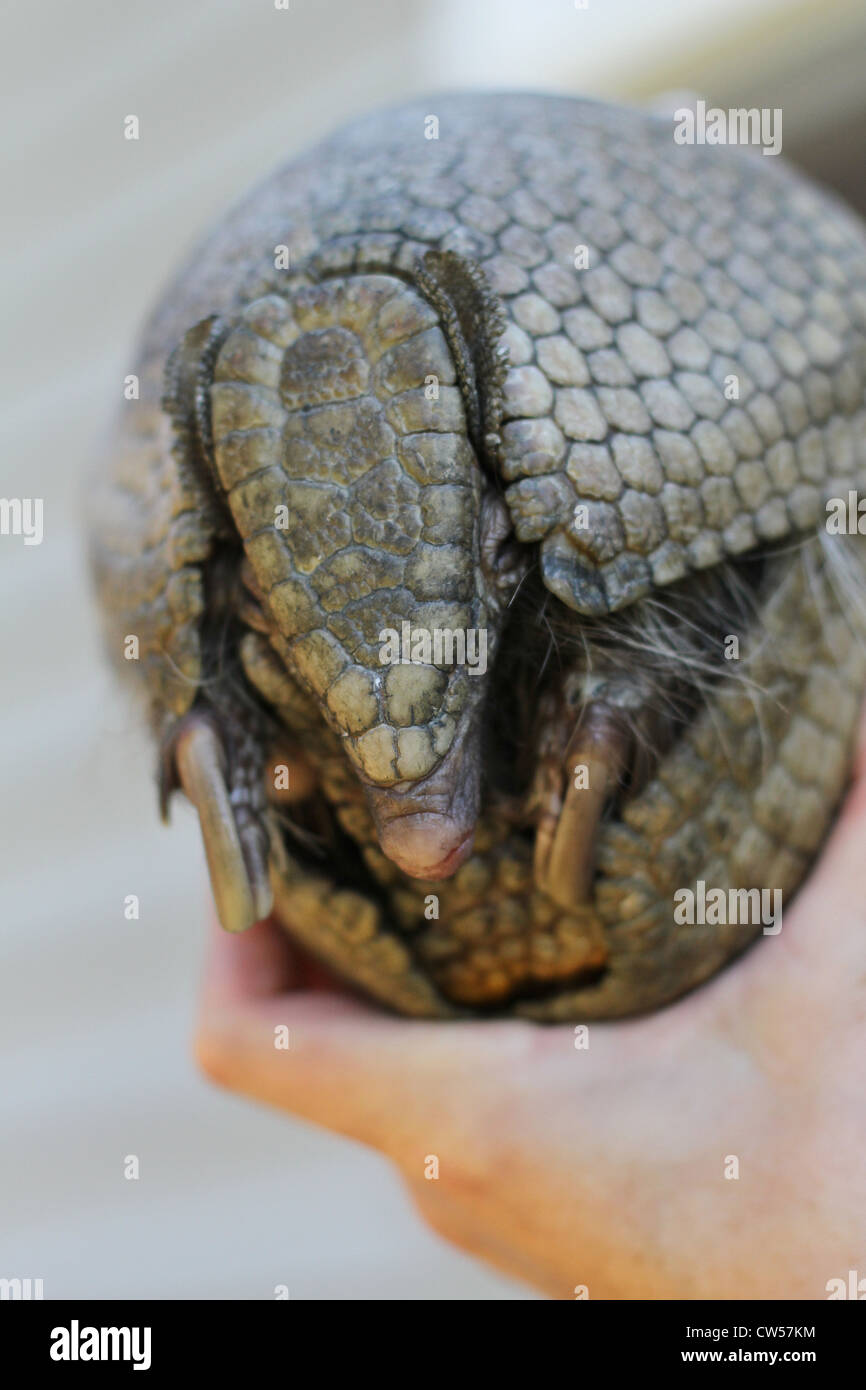 A South American three banded armadillo Stock Photo - Alamy