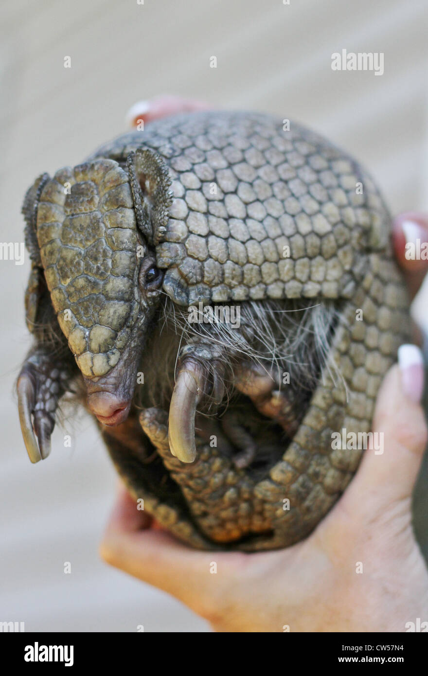 A South American three banded armadillo Stock Photo - Alamy