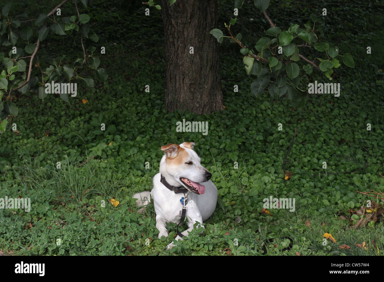 A cute dog lying in the grass under a tree Stock Photo - Alamy