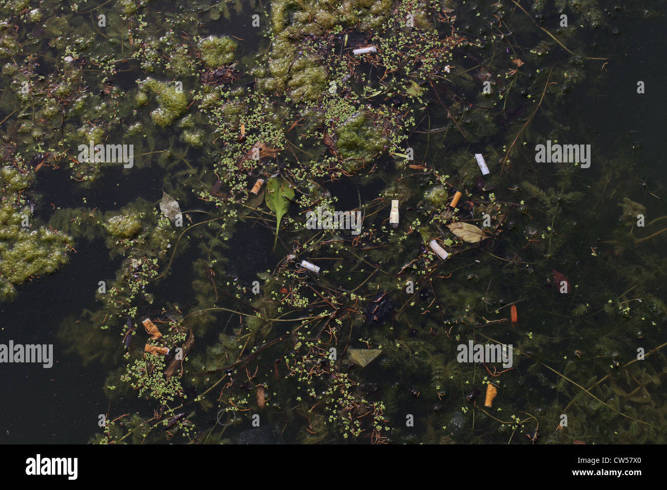 Garbage and cigarette butts floating in a lake Stock Photo - Alamy