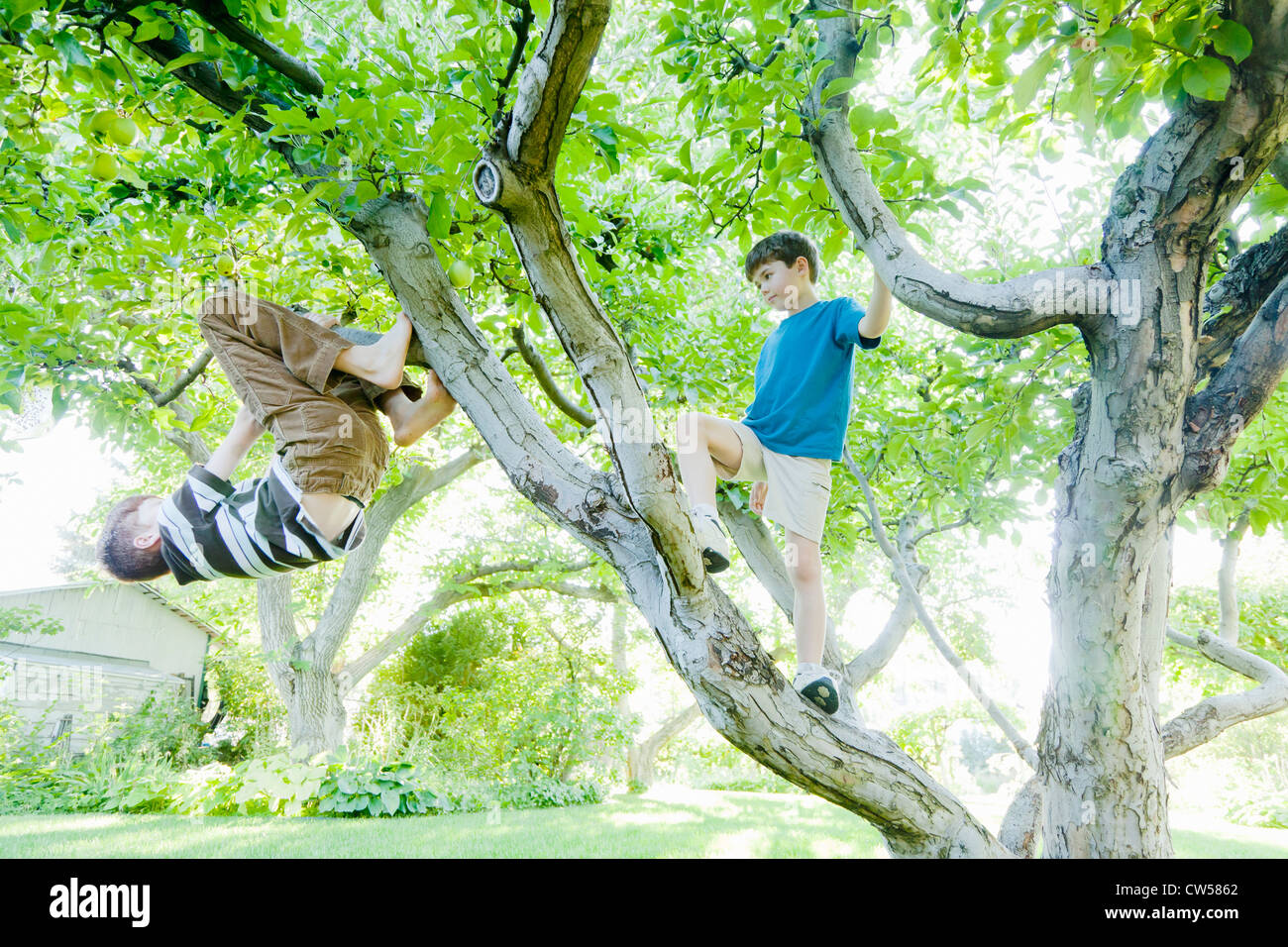 Boys climbing tree Stock Photo - Alamy