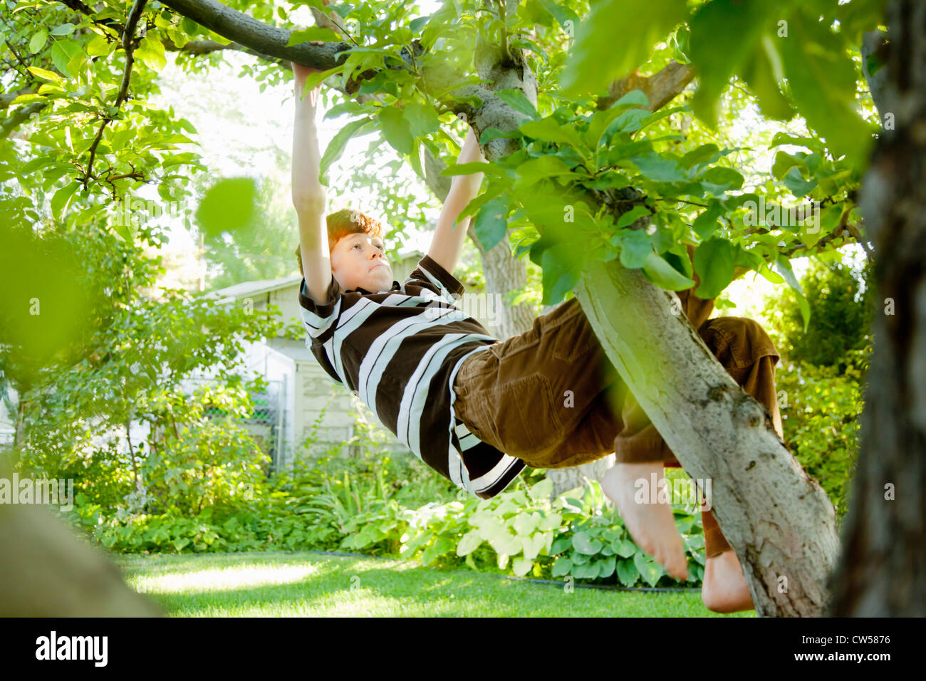 Boy climbing tree Stock Photo - Alamy