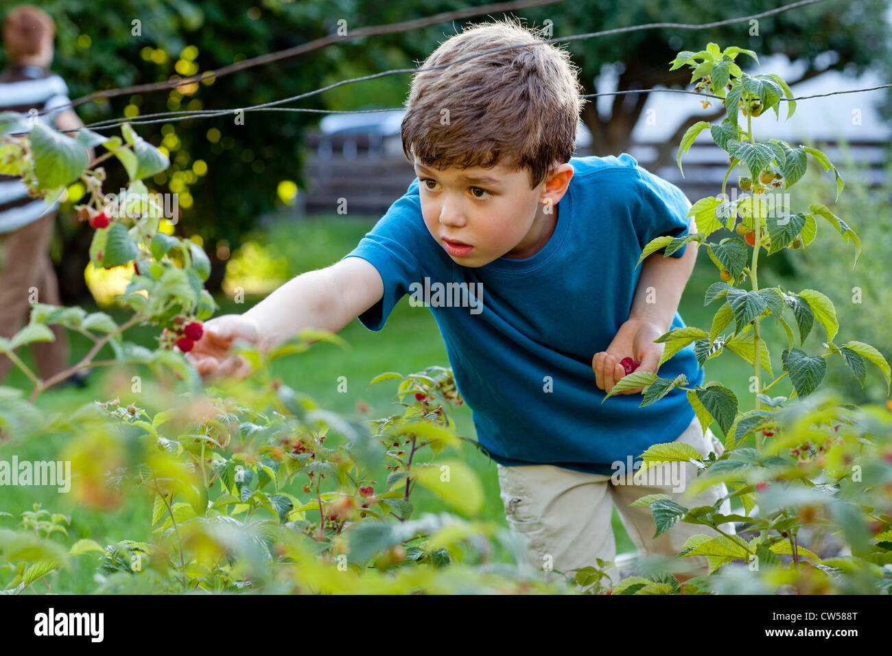 Boy picking raspberries in garden Stock Photo - Alamy