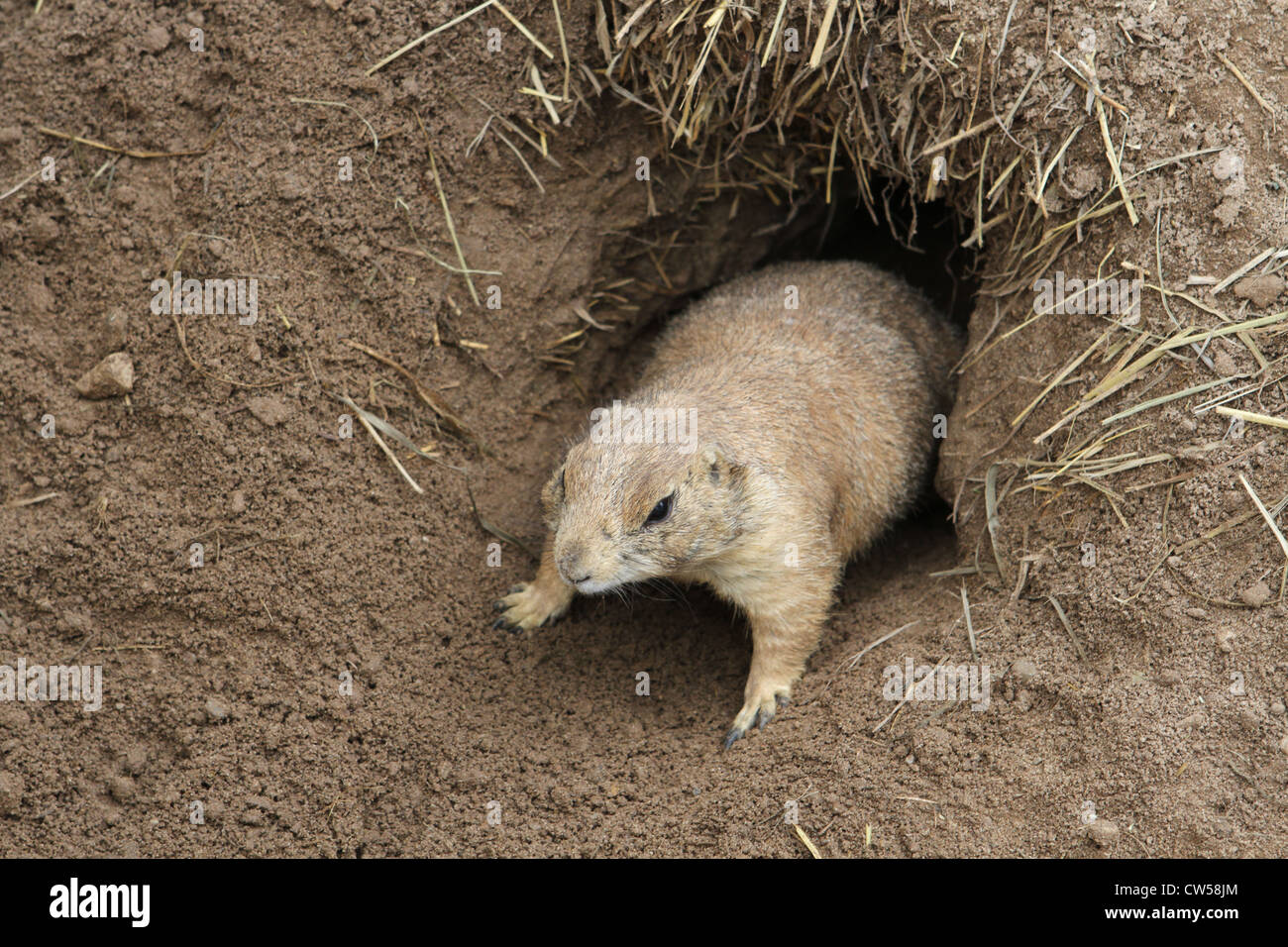 Prairie dog in a hole hi-res stock photography and images - Alamy