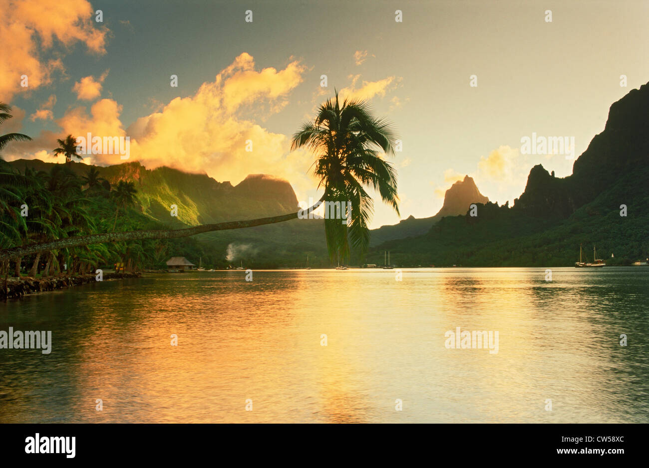 Long palm tree trunk hanging out over Cooks Bay lagoon below mountains ...
