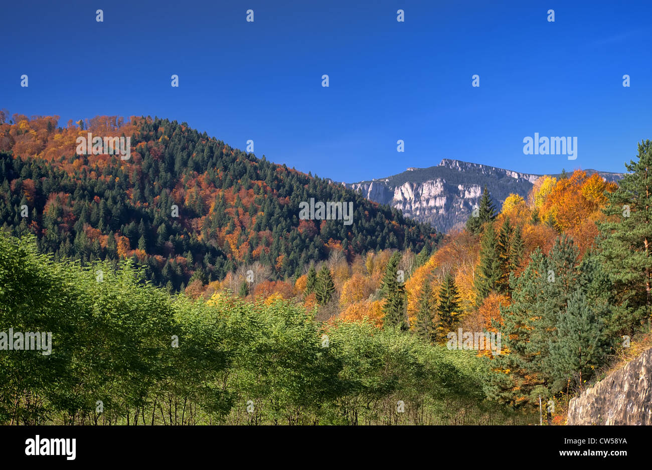 Romania forest hi-res stock photography and images - Alamy