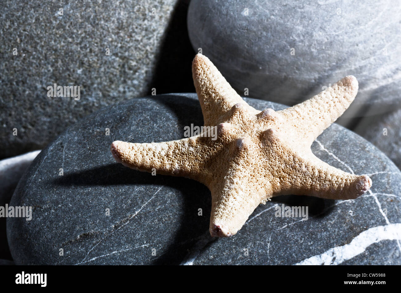 Starfish. Abstract summer backgrounds with star fish and pebble Stock ...
