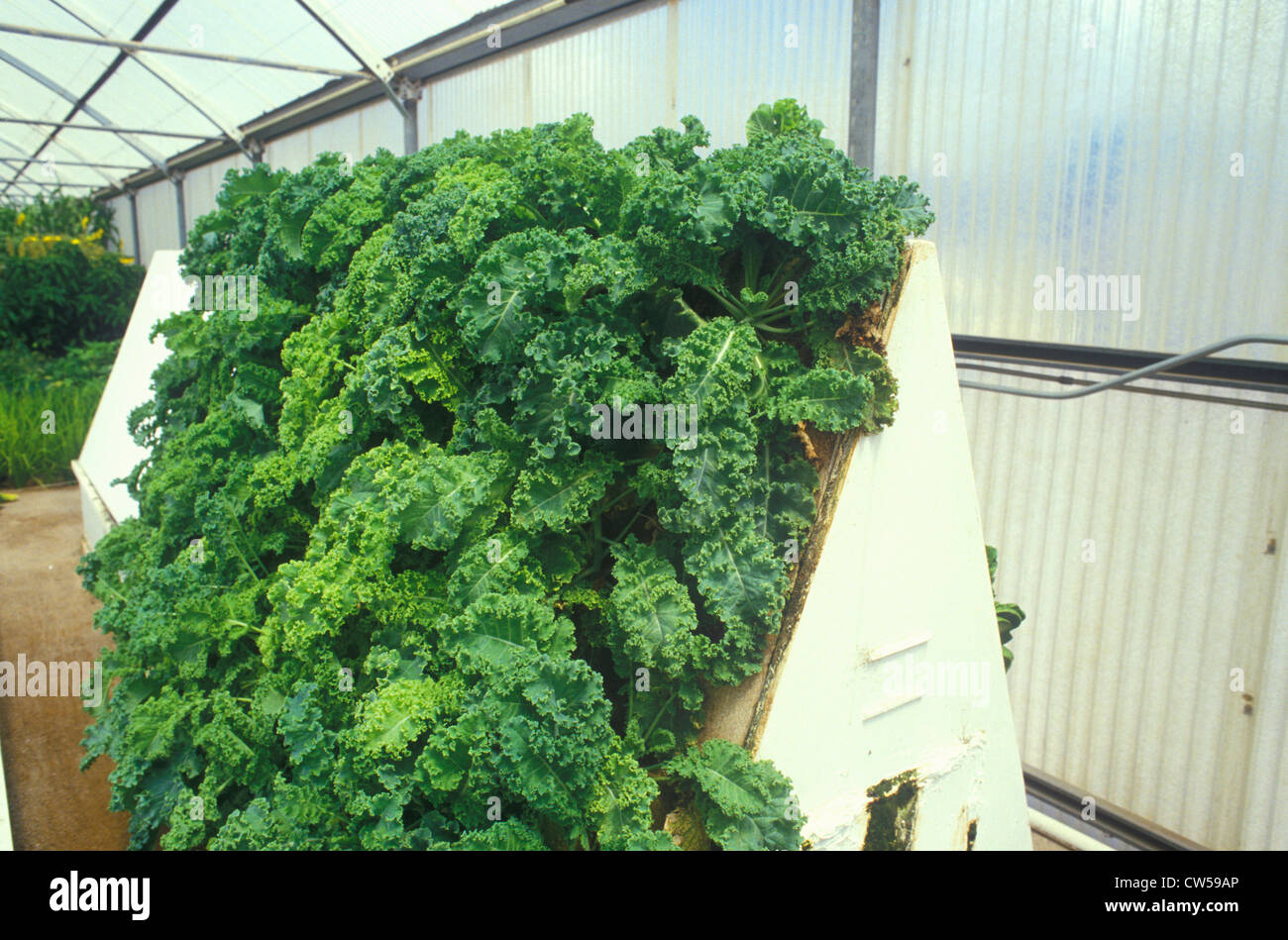 Hydroponic lettuce farming at the University of Arizona Environmental ...
