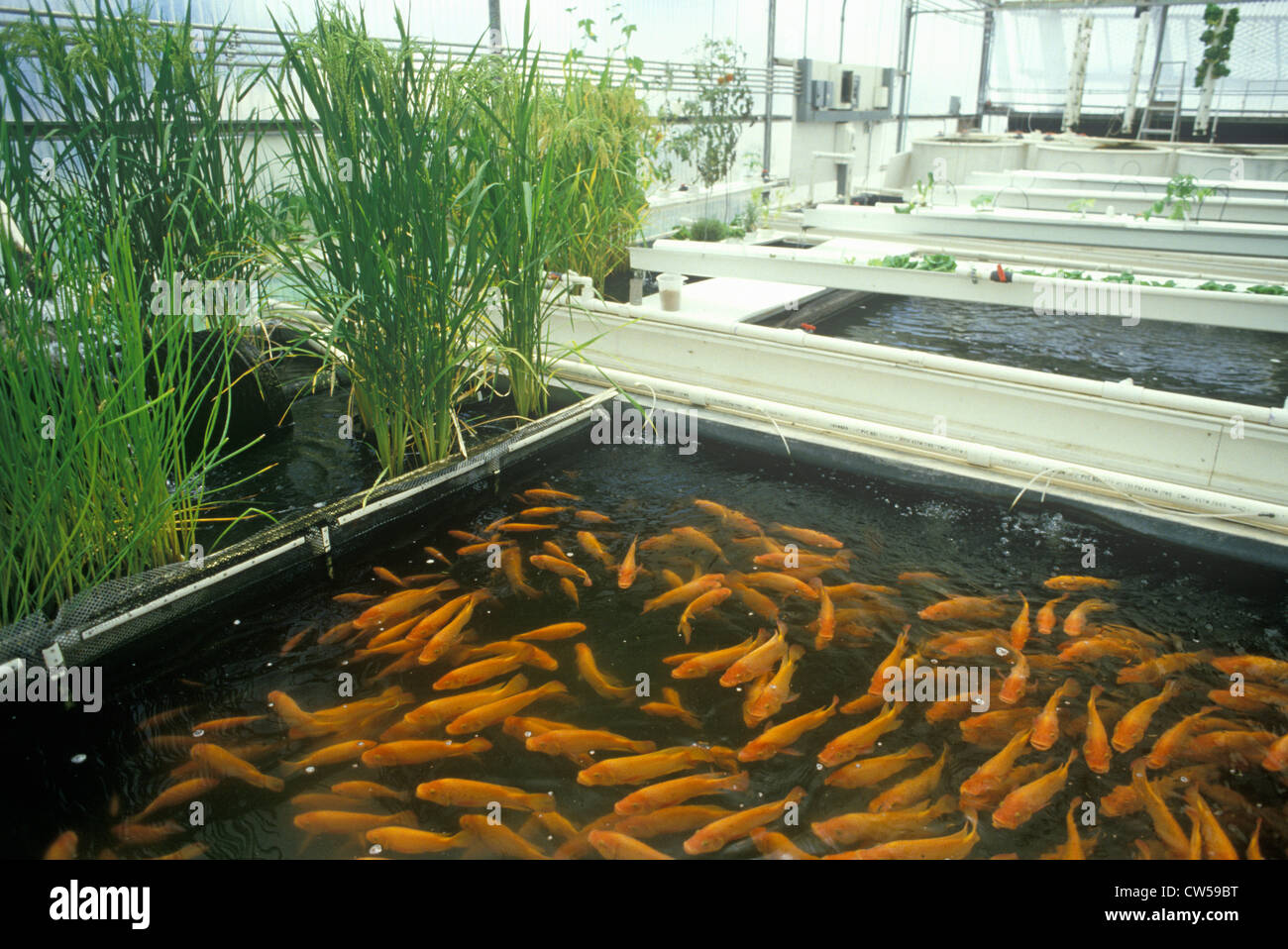 Aquaculture fish farming at the University of Arizona Environmental ...