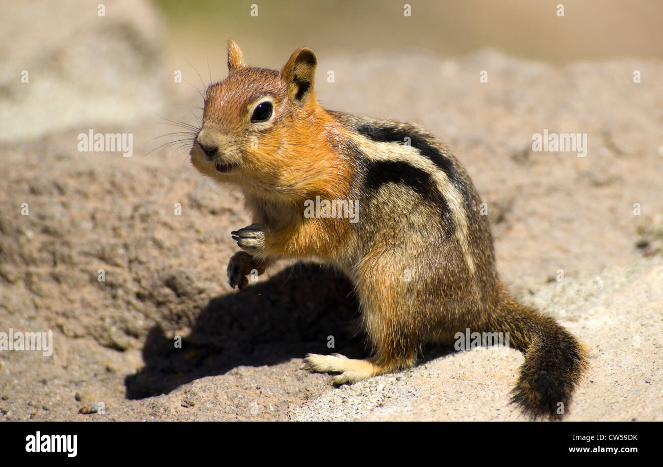 Chipmunk teeth hi-res stock photography and images - Alamy