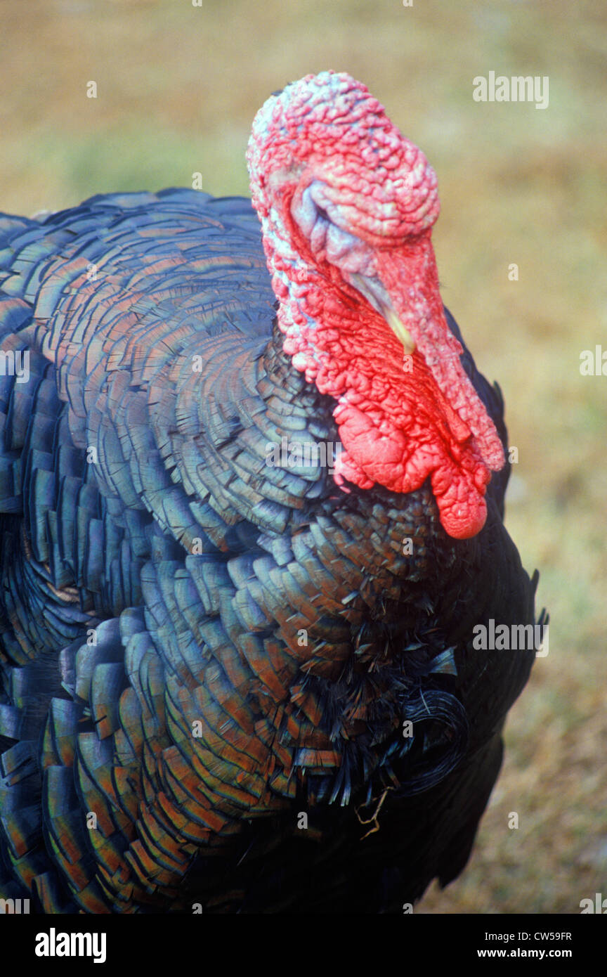 Close-up of Wild Turkey Rooster, VA Stock Photo - Alamy
