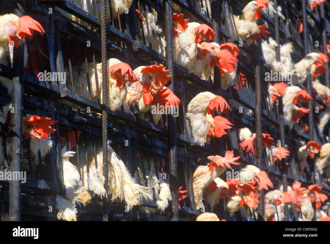 Poultry in transportation hi-res stock photography and images - Alamy