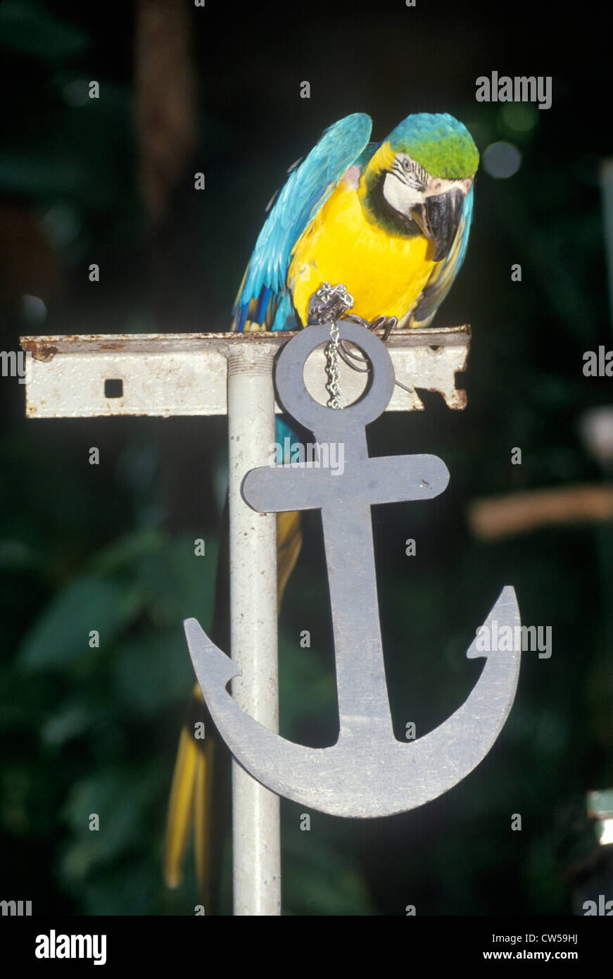 Trained parrot at Sunken Gardens, St. Petersburg, FL Stock Photo - Alamy