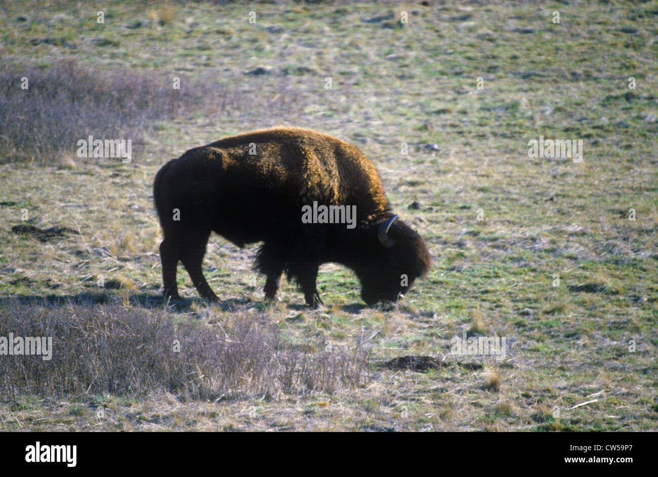 Buffalo grazing at National Bison Range near Dixon MT, Mission Range ...