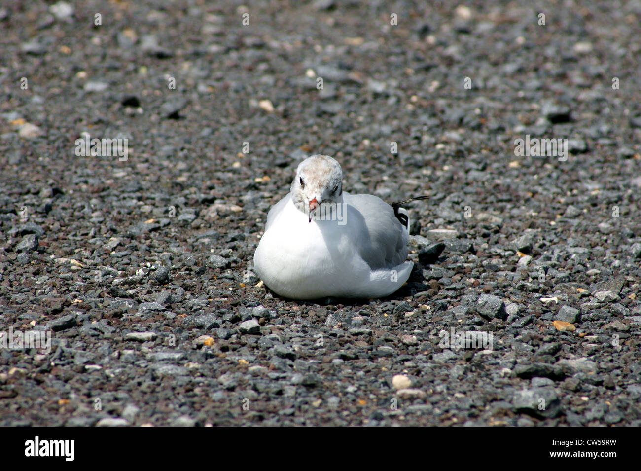 Seagull eggs uk hi-res stock photography and images - Alamy