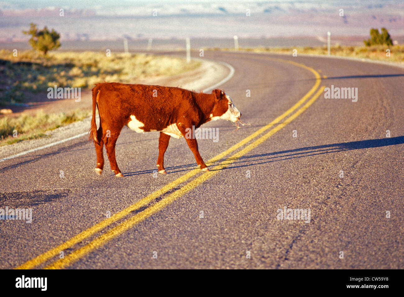 Beef cow crossing highway, open range farming, Monument Valley, UT ...