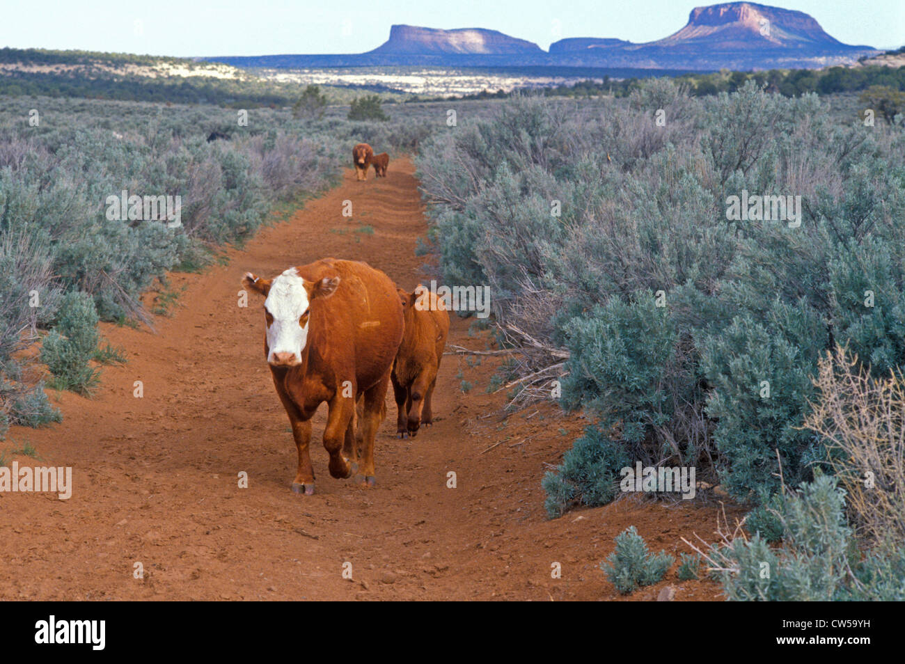 Cattle grazing, open range farming, UT Stock Photo - Alamy