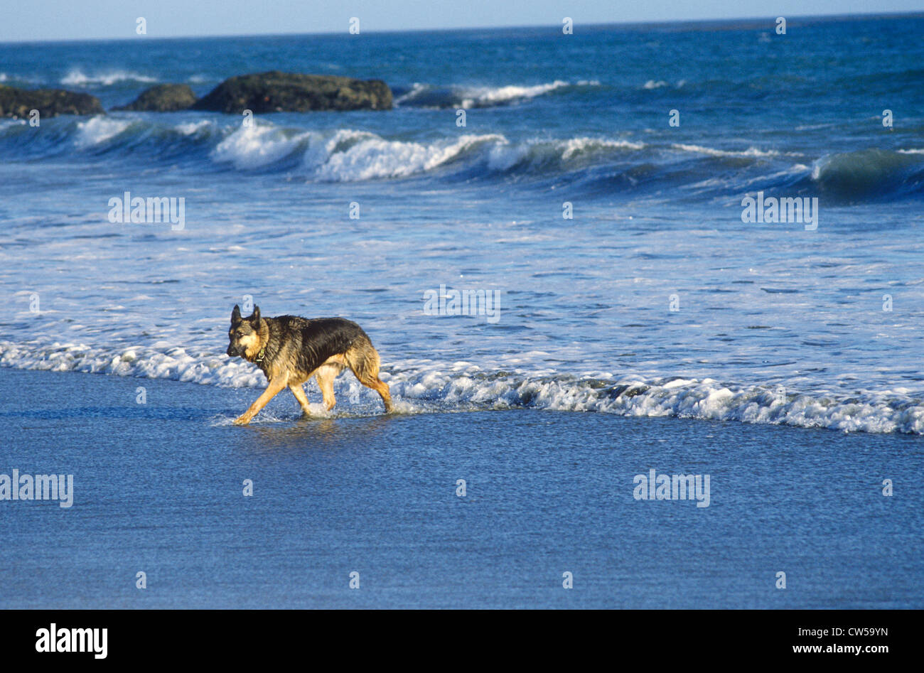 German Shepard running in surf, Northern CA Stock Photo - Alamy