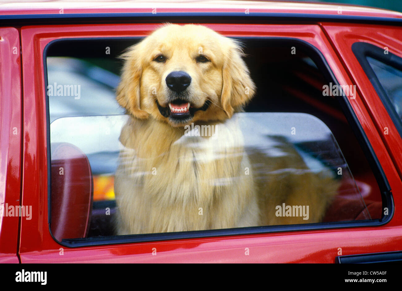 Dog in red car window, Miami, FL Stock Photo - Alamy