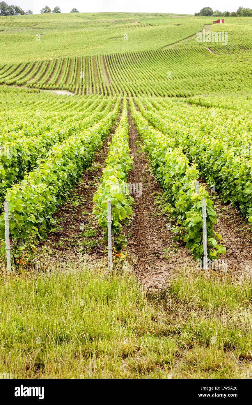 Epernay, France, Europe. Grape vines growing in vinyards in the famous ...
