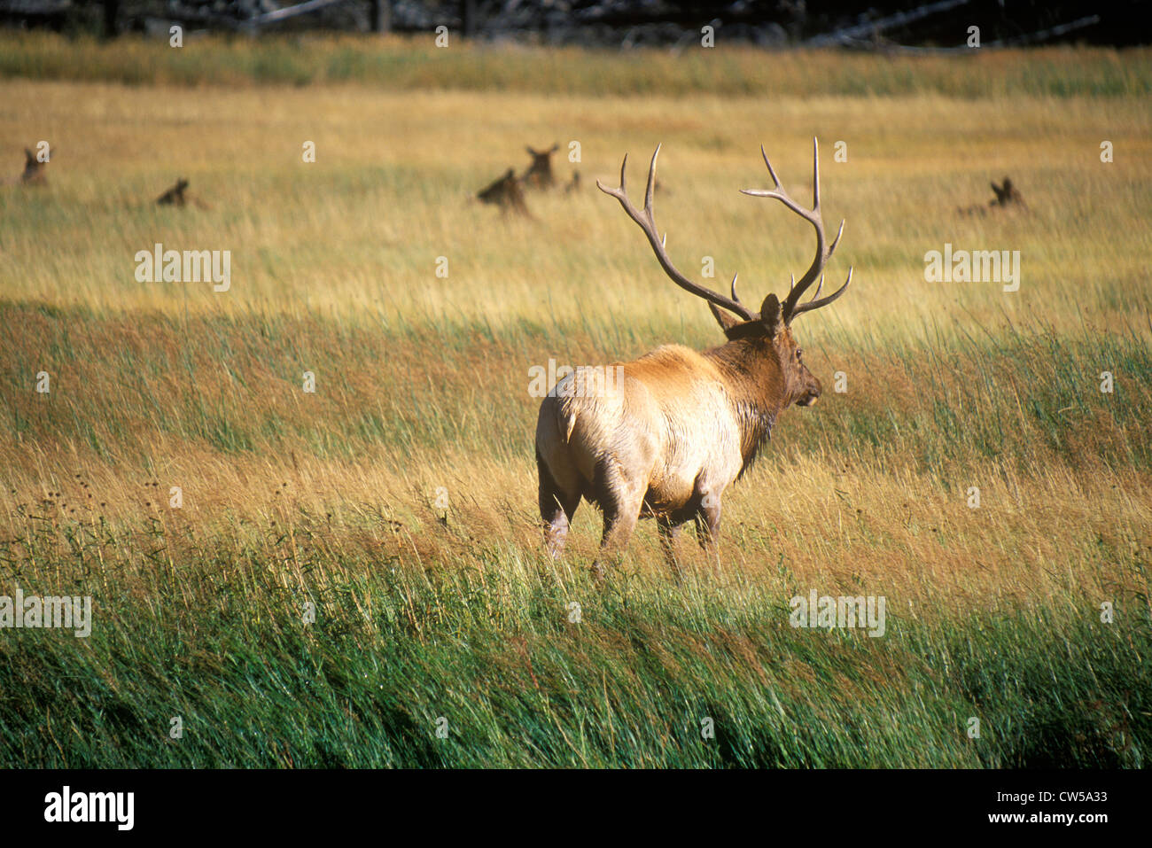 Elk crossing road, Yellowstone National Park, WY Stock Photo - Alamy