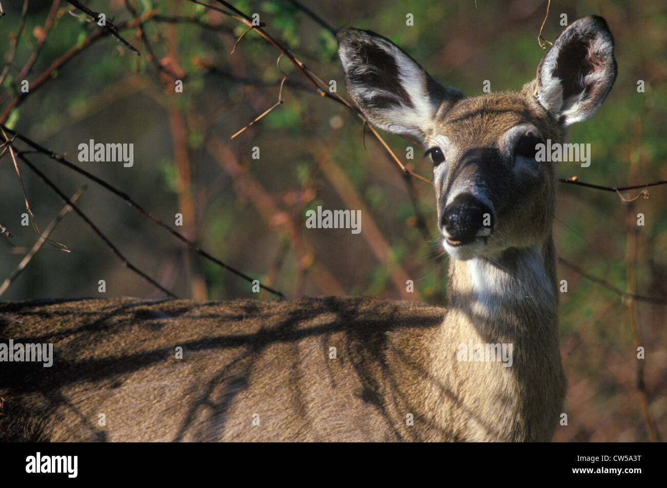 Deer in spring, Skyline Drive, Shenandoah National Park, VA Stock Photo ...