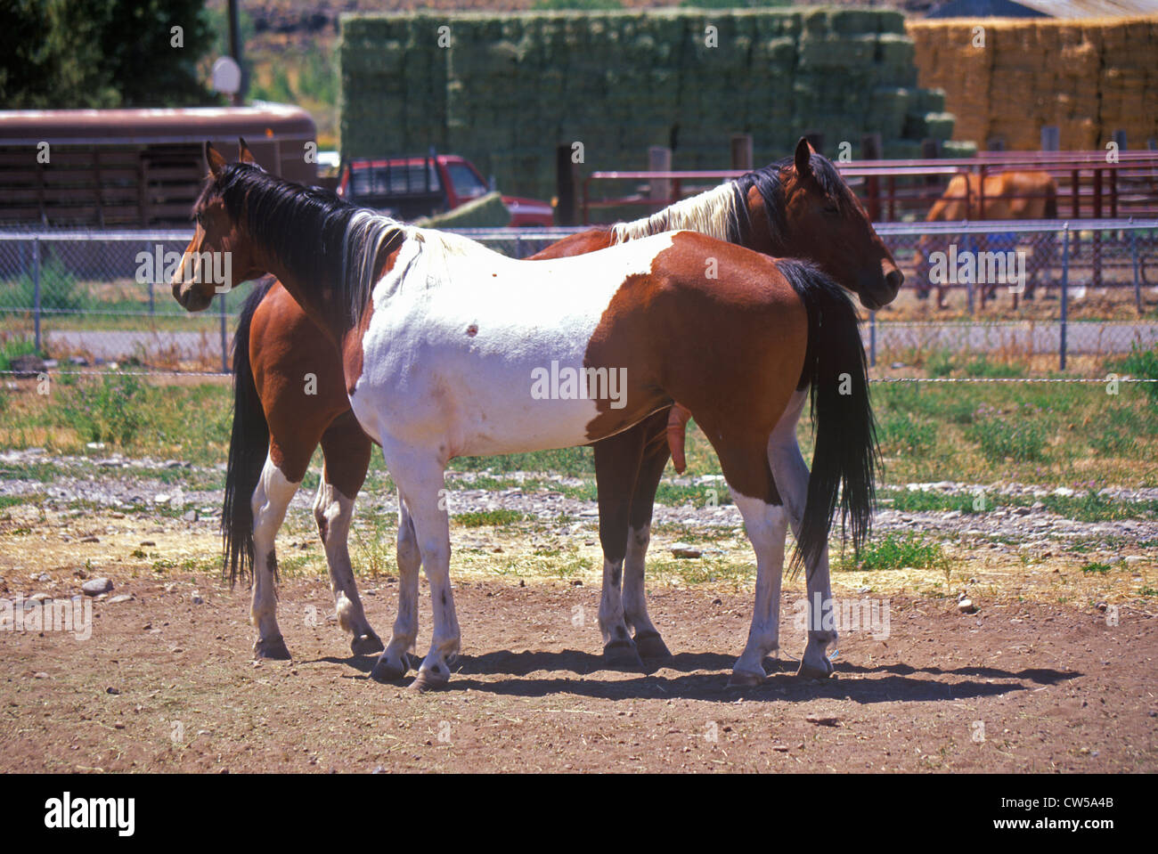Horses in pen hi-res stock photography and images - Alamy