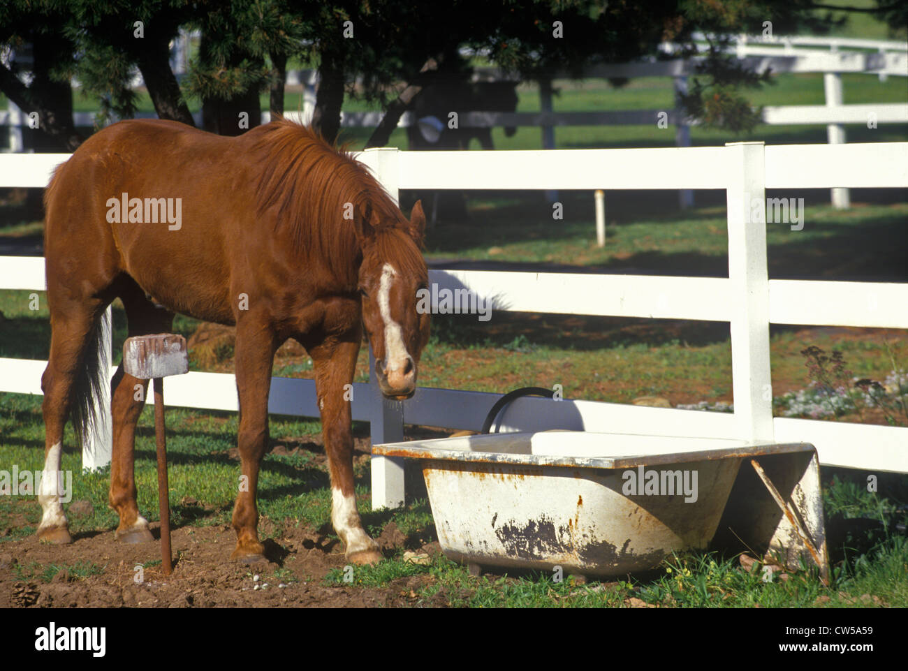 Horse and bath tub waterer, Malibu, CA Stock Photo - Alamy