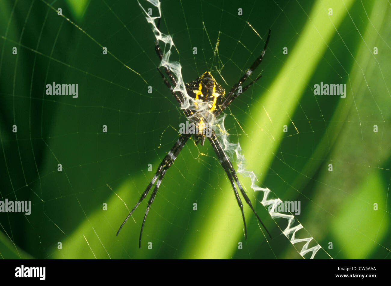 Spider in Web, HI Stock Photo - Alamy