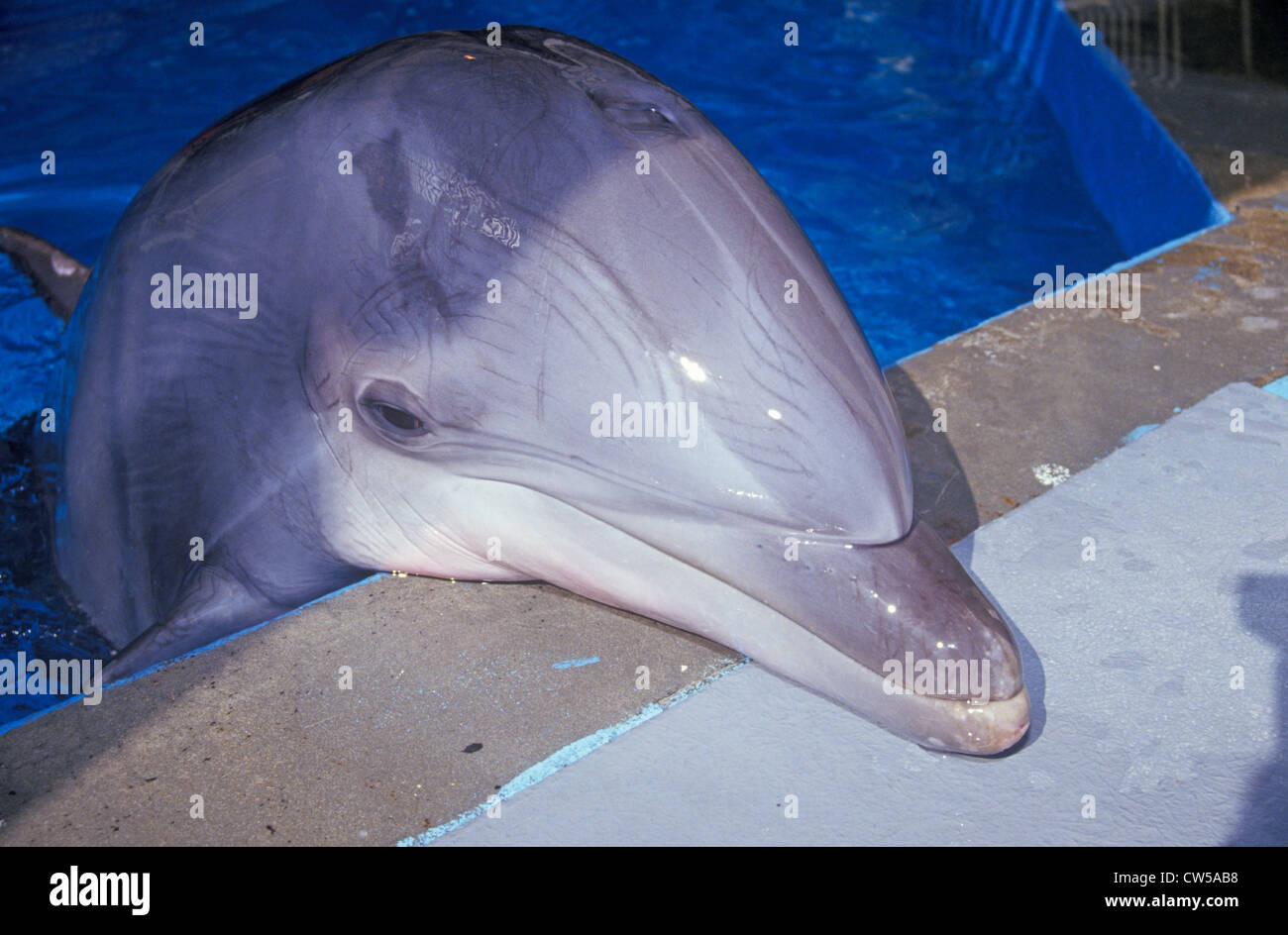 Dolphin magic hi-res stock photography and images - Alamy