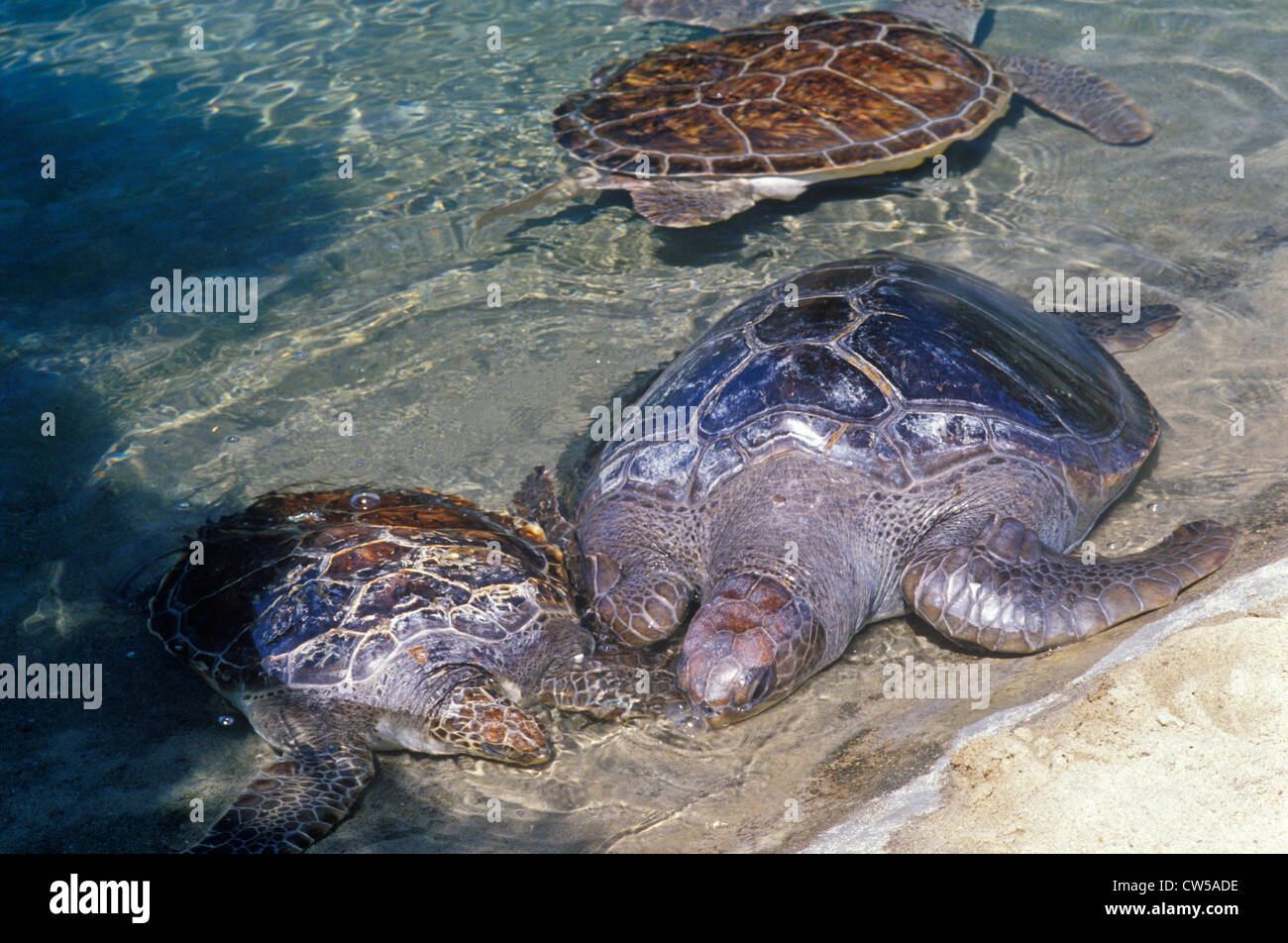 Sea Turtle, Sea World, San Diego, CA Stock Photo - Alamy