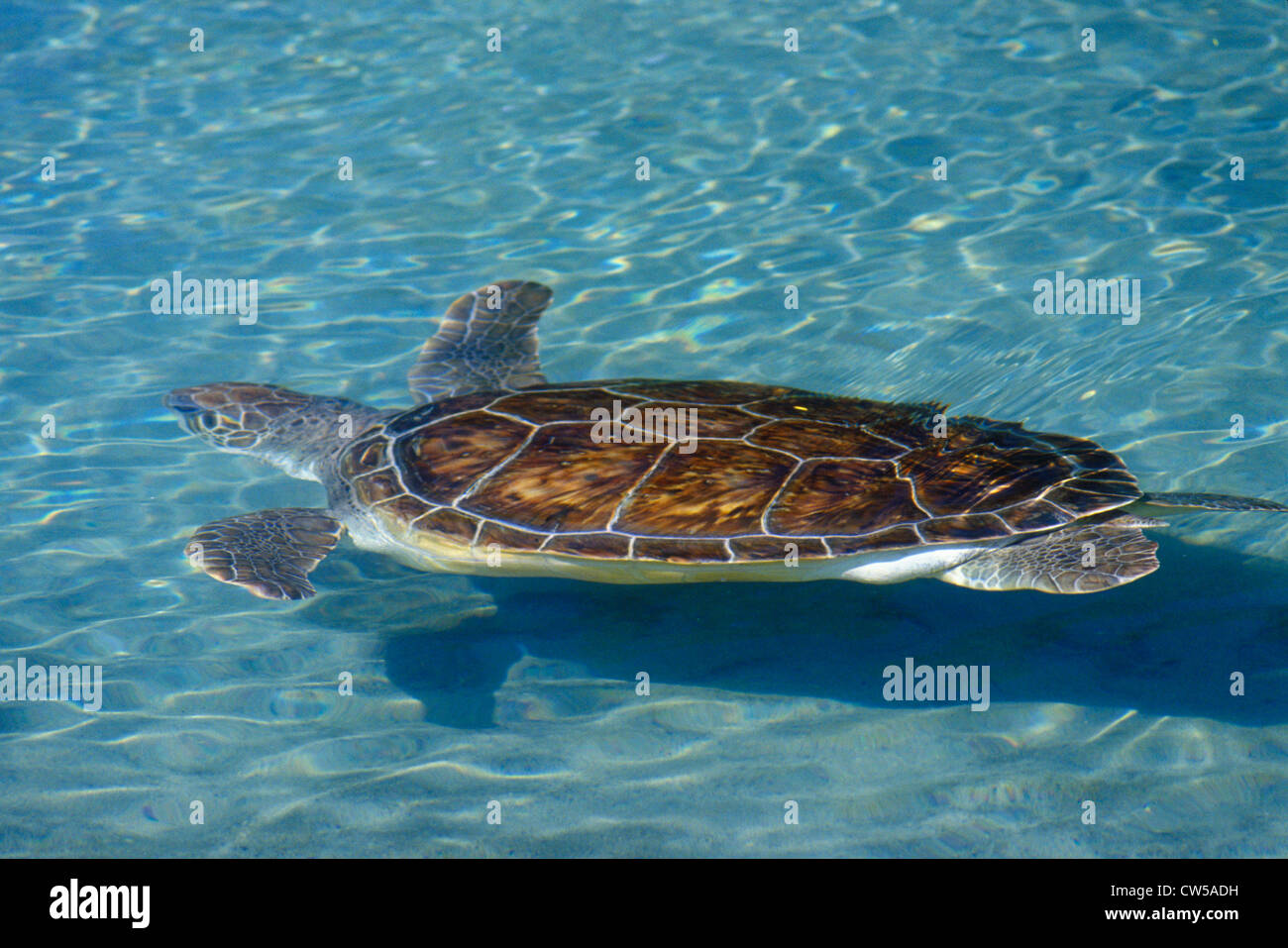 Sea Turtle, Sea World, San Diego, CA Stock Photo - Alamy