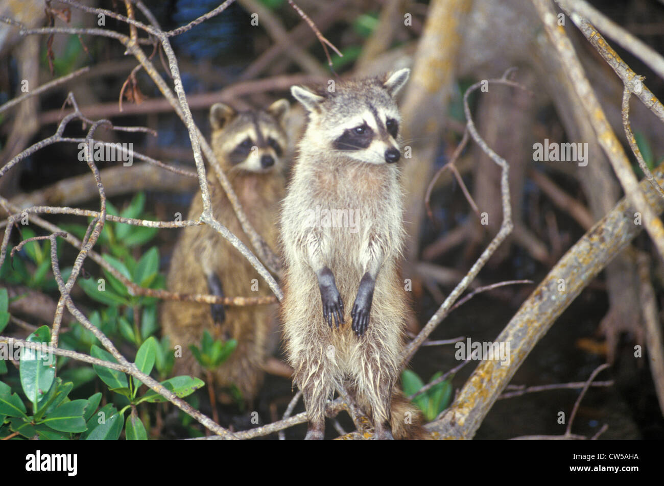 Raccoons in the everglades hi-res stock photography and images - Alamy