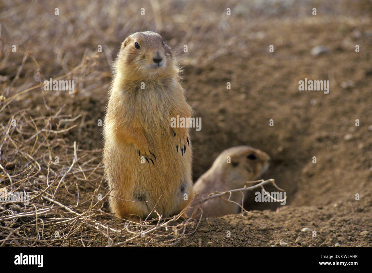 Prairie dog town hi-res stock photography and images - Alamy