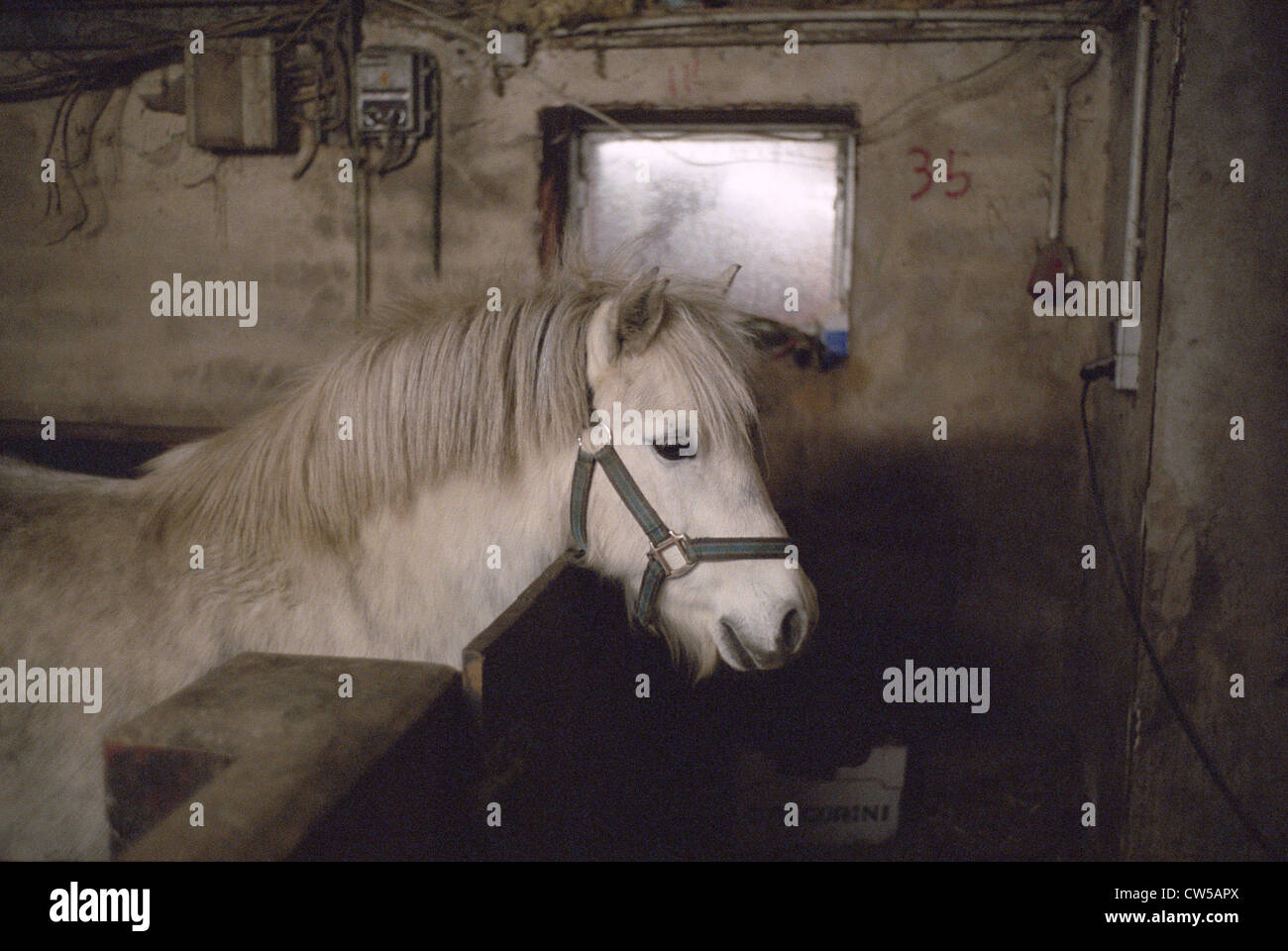 Pony in the barn on a farm, Lower Saxony Stock Photo - Alamy