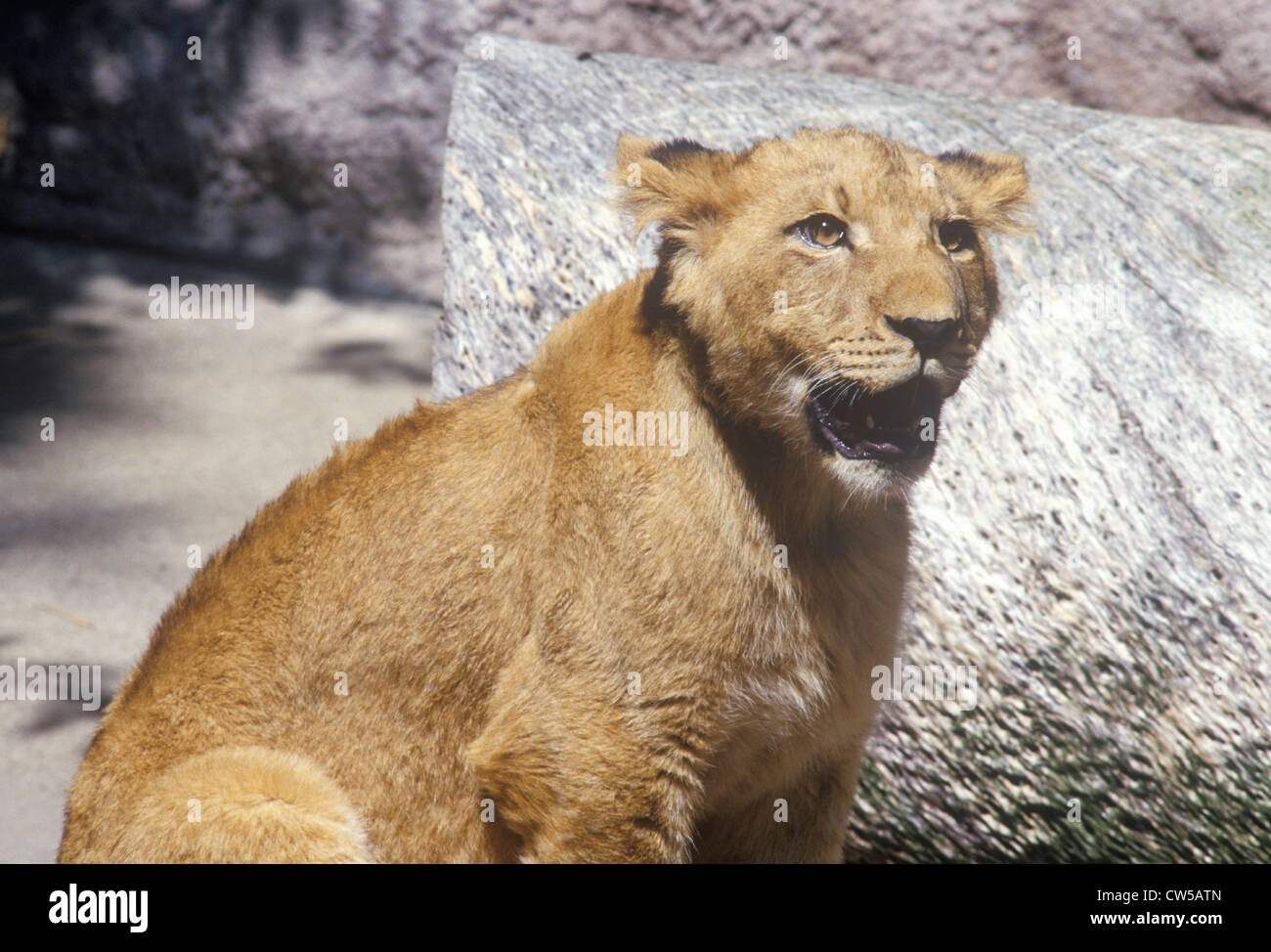 Transvaal Lion, Panthera leo krugeri from Republic of South Africa ...