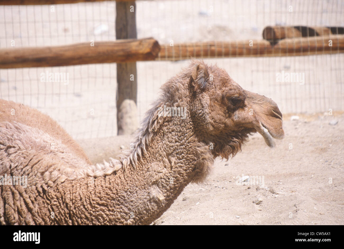 Profile of camel Stock Photo - Alamy