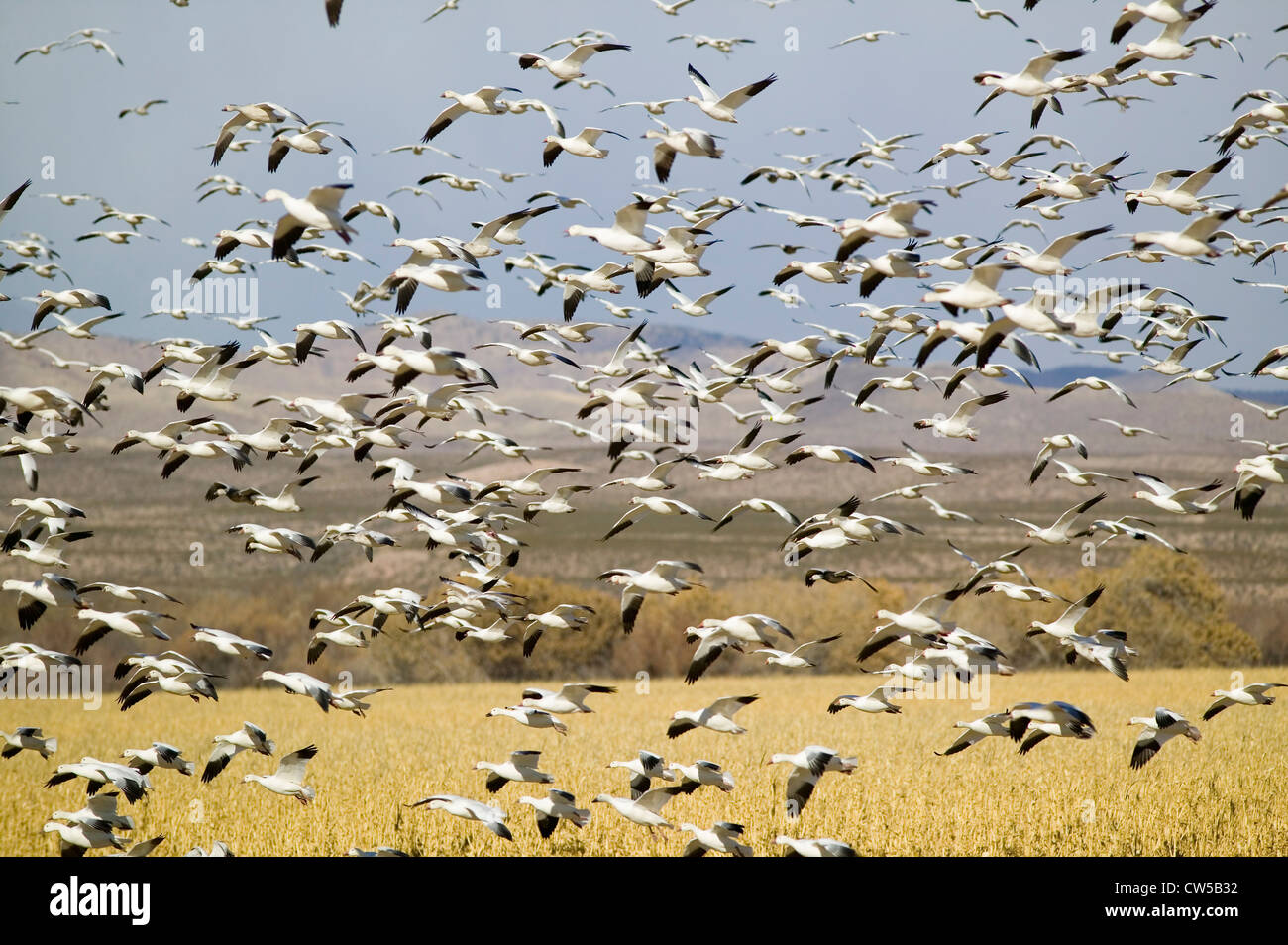Thousands snow geese fly over cornfield Bosque del Apache National ...