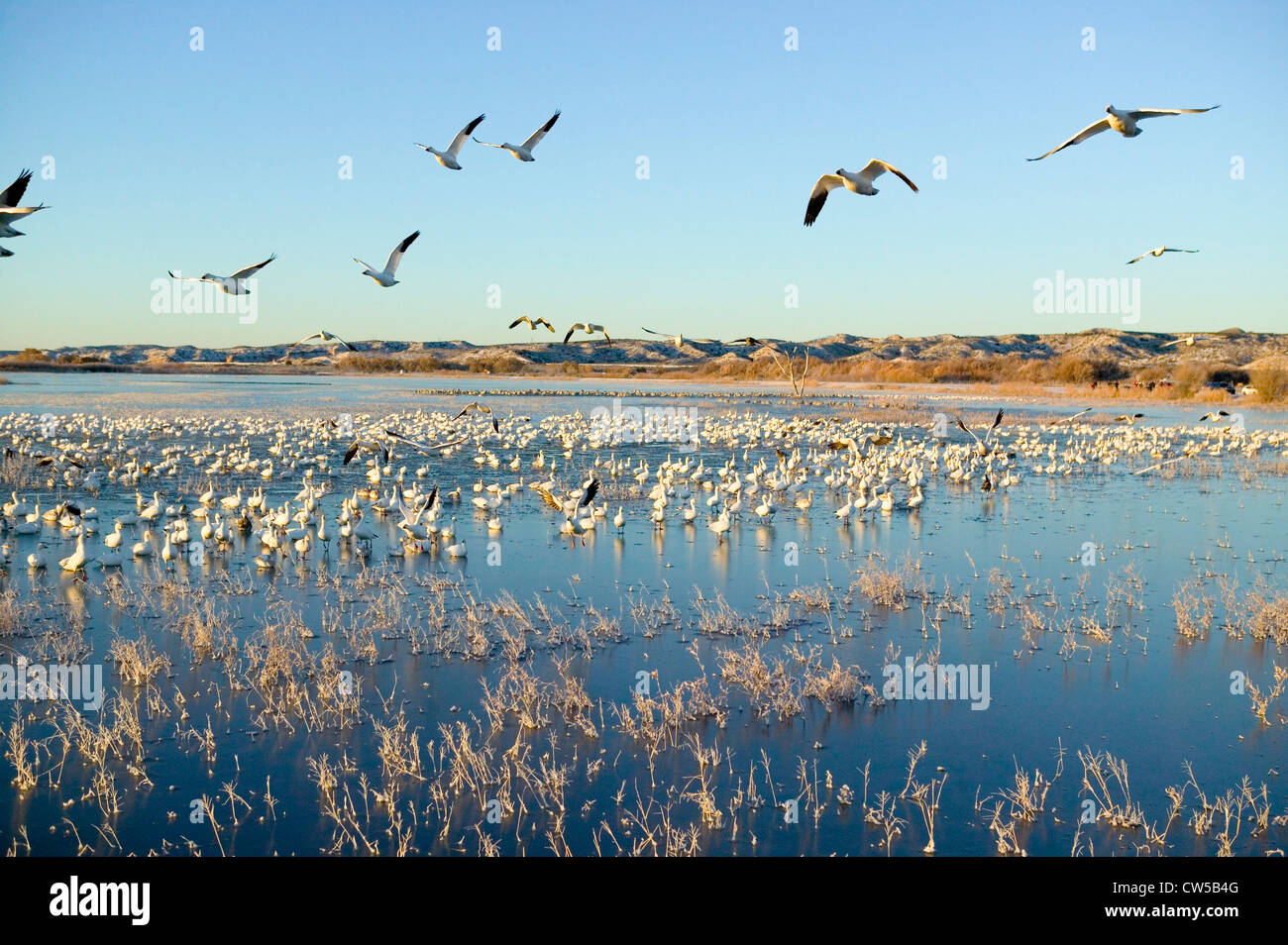 Thousands snow geese take off sunrise Bosque del Apache National ...