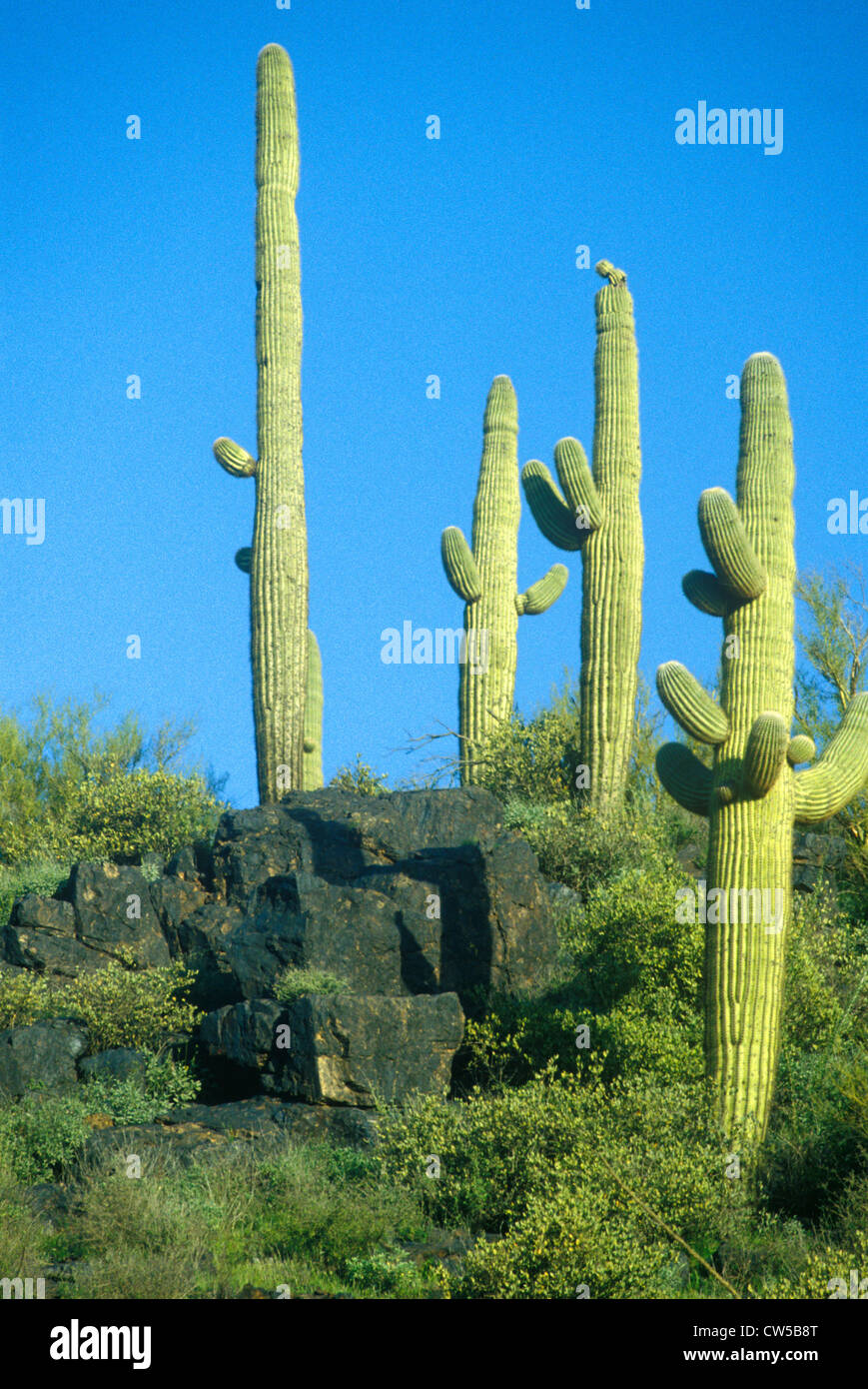 Saguaro cactus in Roosevelt Lake, AZ Stock Photo - Alamy