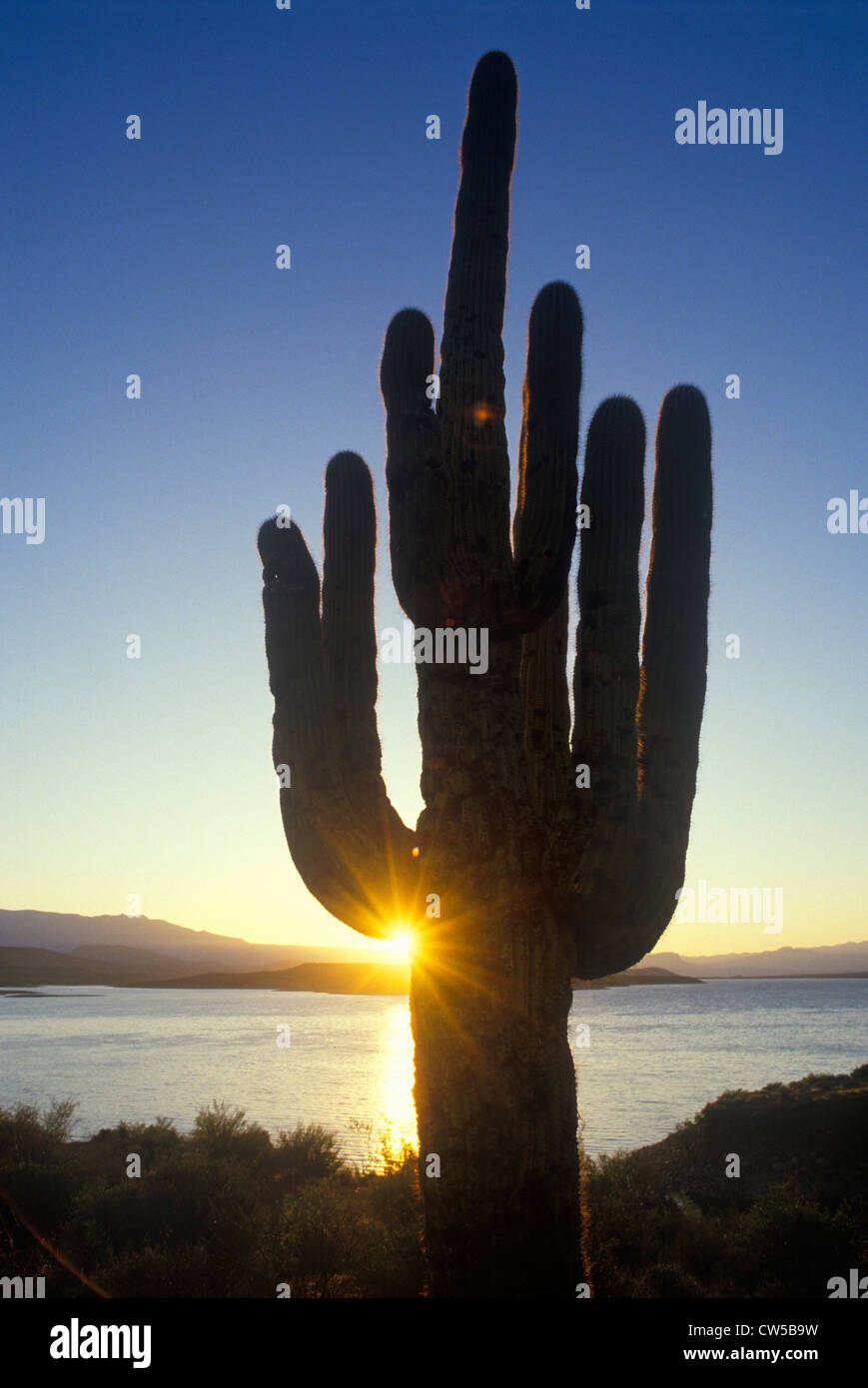 Sunrise shot of saguaro cactus hi-res stock photography and images - Alamy